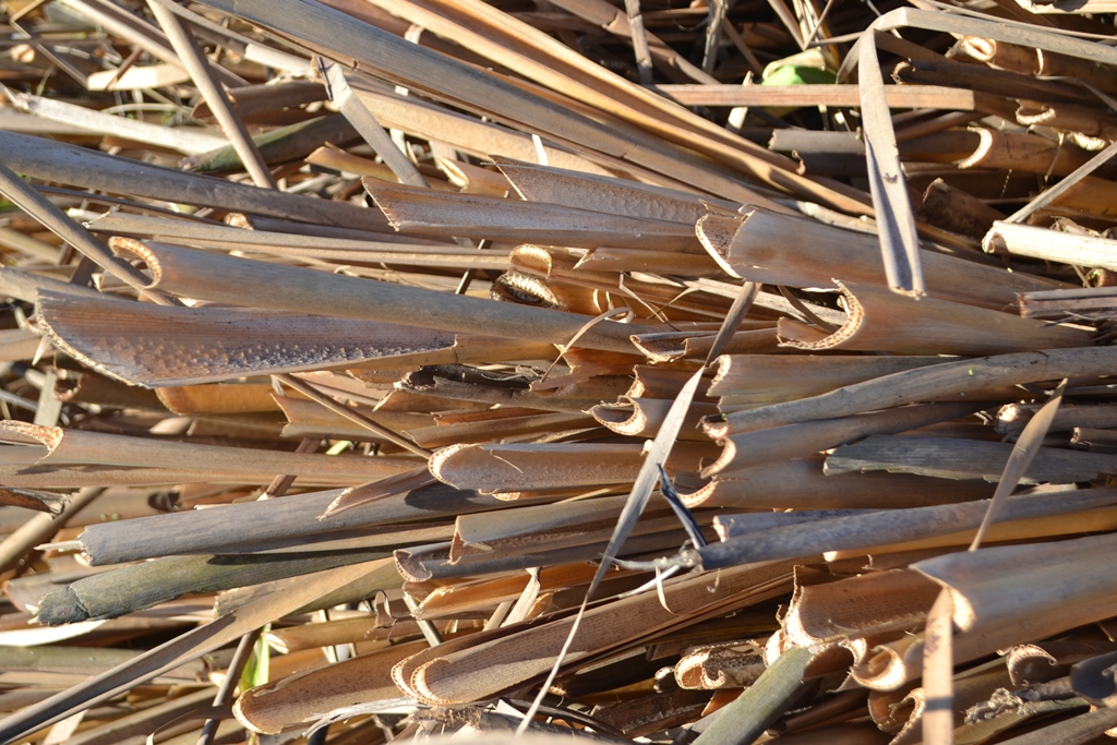 Comienzo de Temporada de Aros y Bases de Totora – Tierra de Humedales
